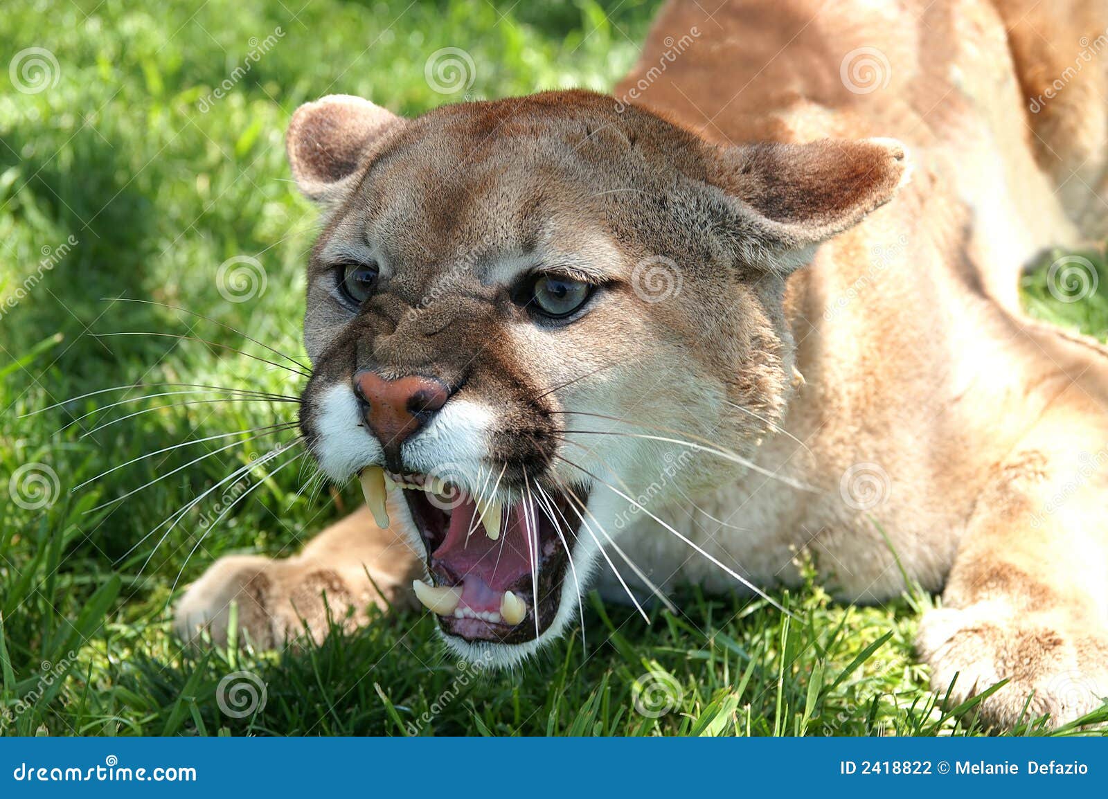 Growling Mt lion stock photo. Image of mean, sharp, grass - 2418822