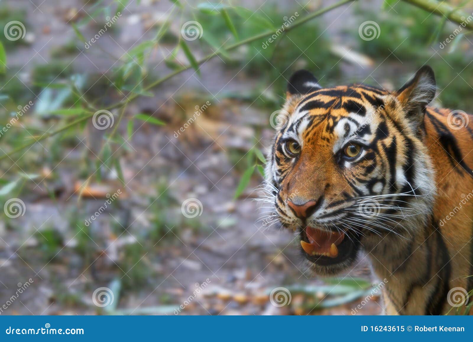 Growling Tiger Royalty-Free Stock Photo | CartoonDealer.com #12211155