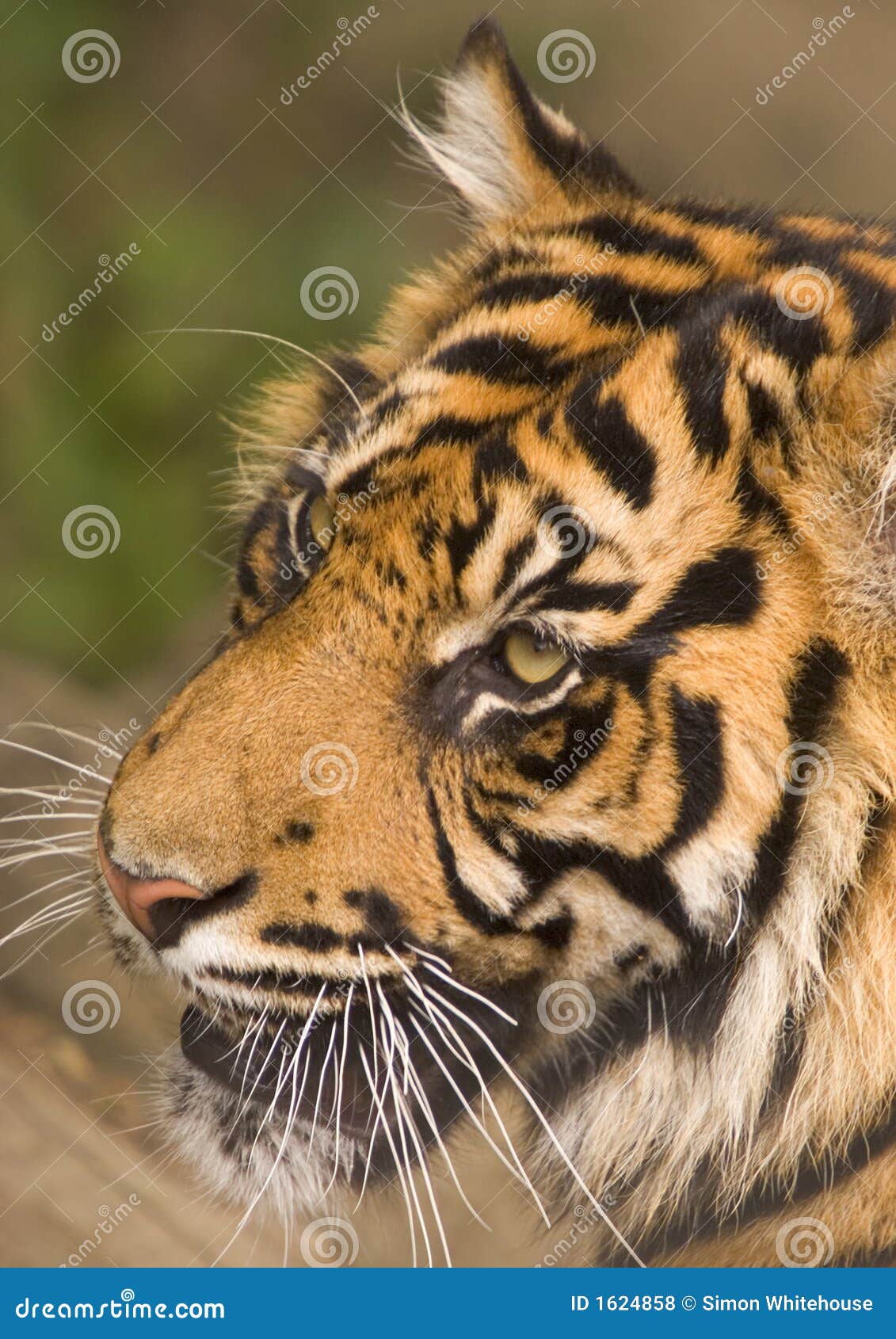 Tiger Face Profile Growling