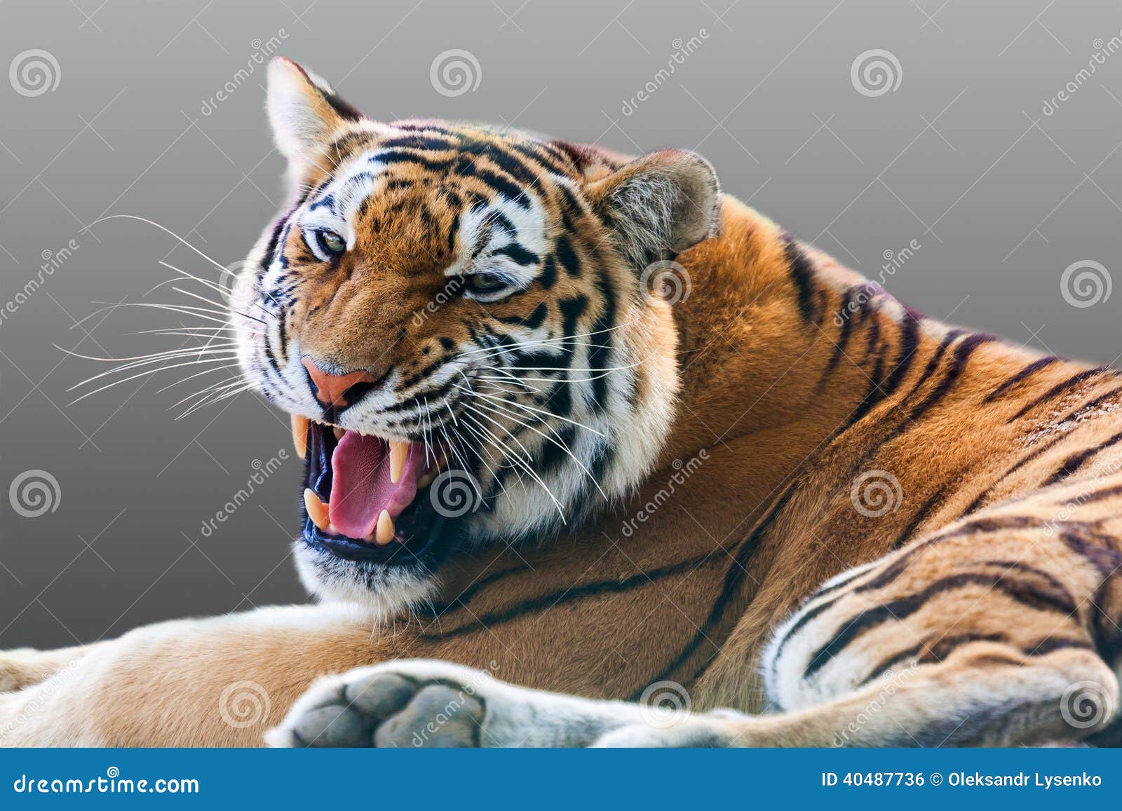 Growling Tiger Royalty-Free Stock Photo | CartoonDealer.com #12211155