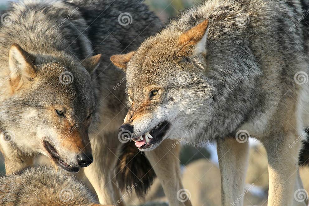 Growling wolf stock photo. Image of wild, european, wolf - 25399784