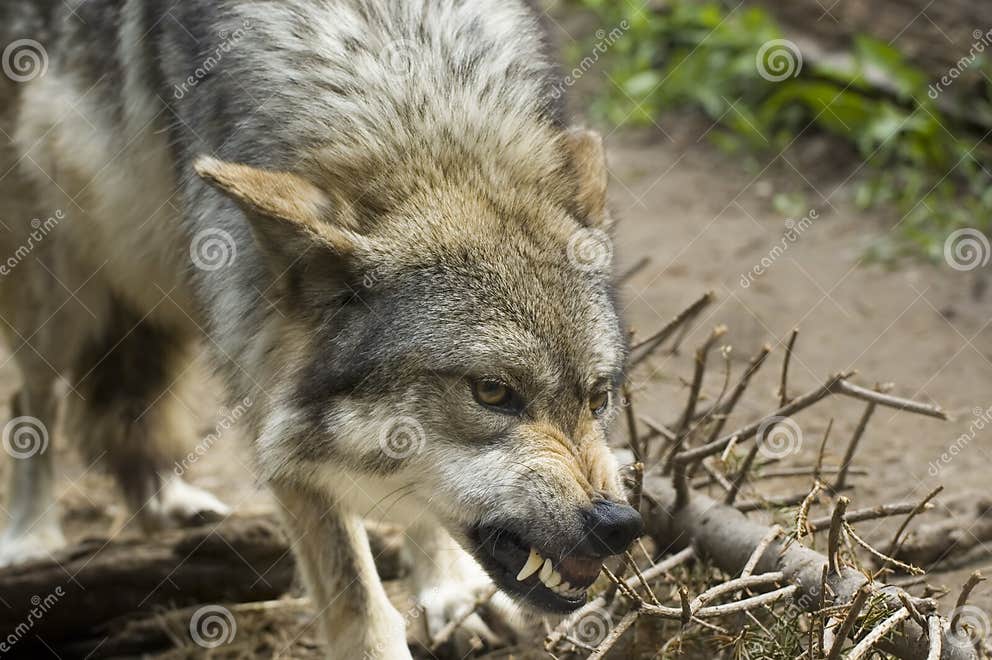 Growling Wolf stock image. Image of danger, scare, grey - 2648423