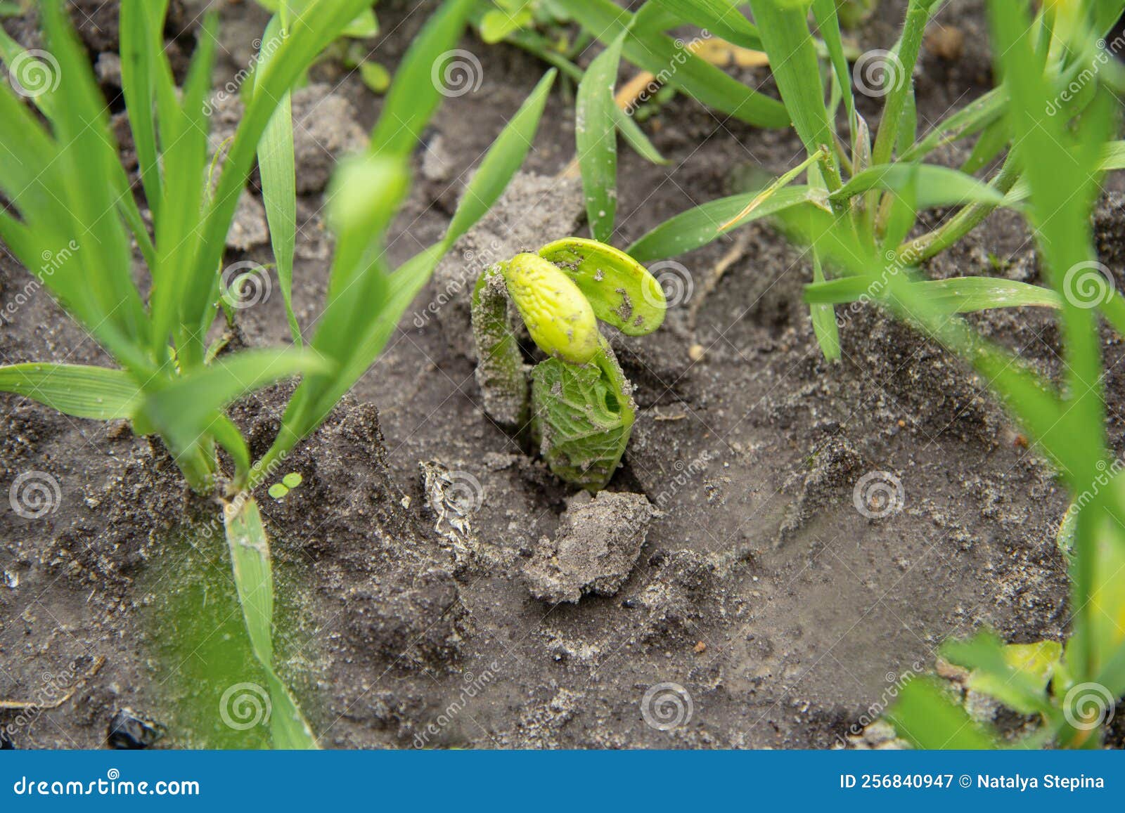 A Grown Bean Sprout Stretches from the Ground Stock Image - Image of ...