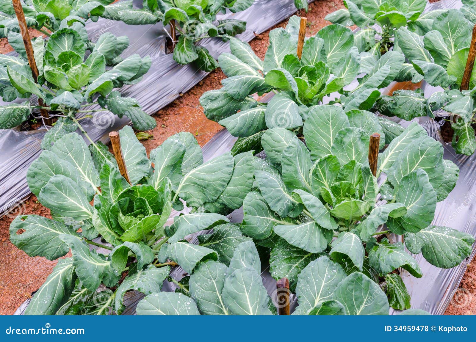 Grown cabbages close up stock photo. Image of cabbage - 34959478