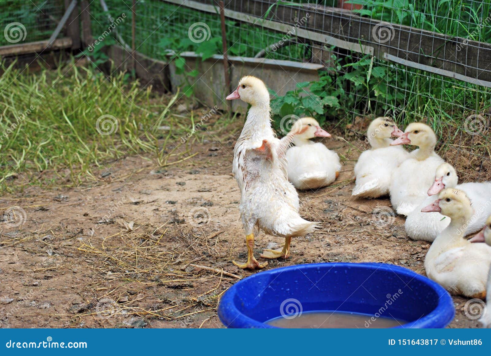 Grown Chicks Muscovy Ducks in the Poultry Farm. Stock Image - Image of ...