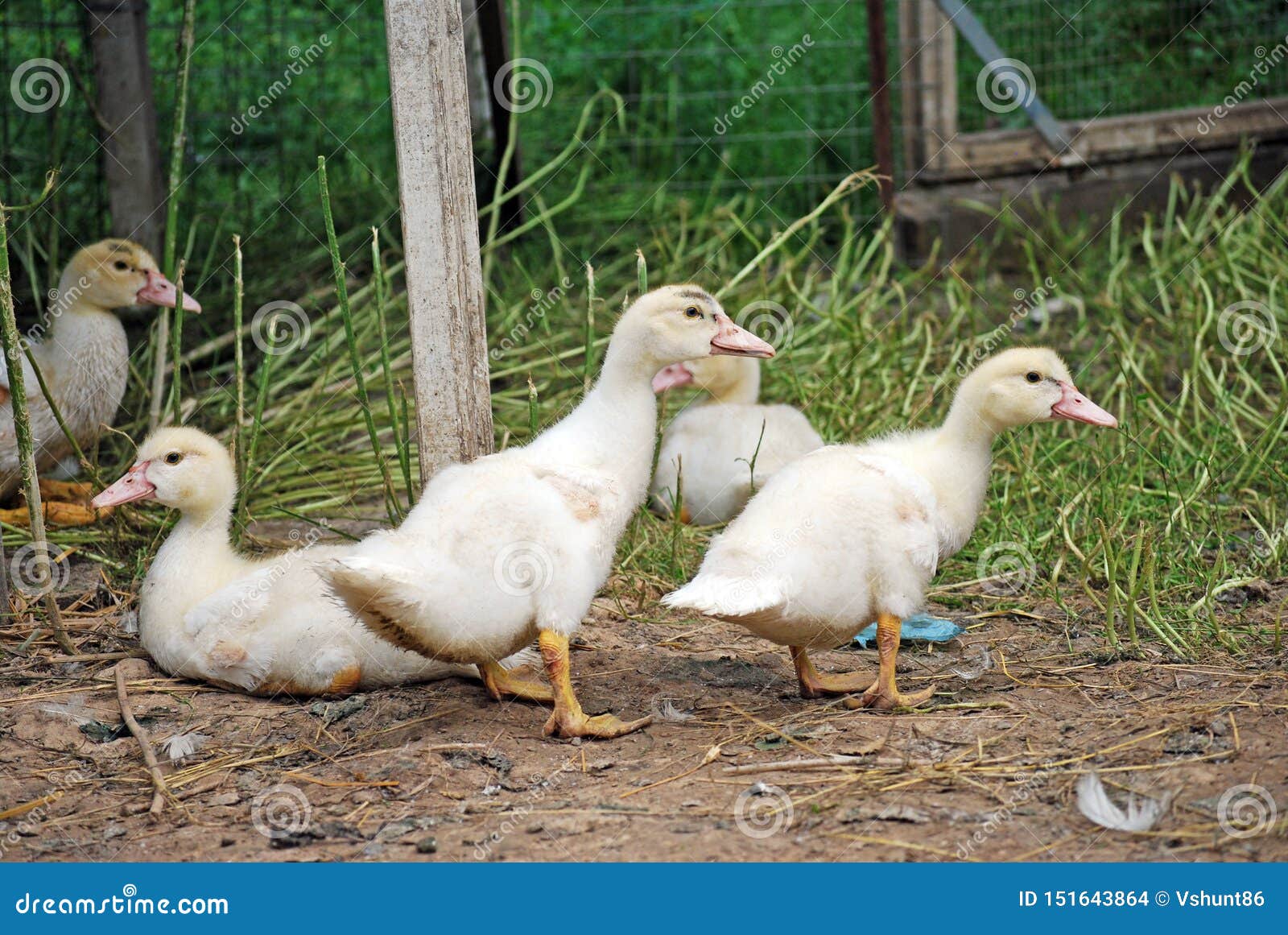 Grown Chicks Muscovy Ducks in the Poultry Farm. Stock Photo - Image of ...