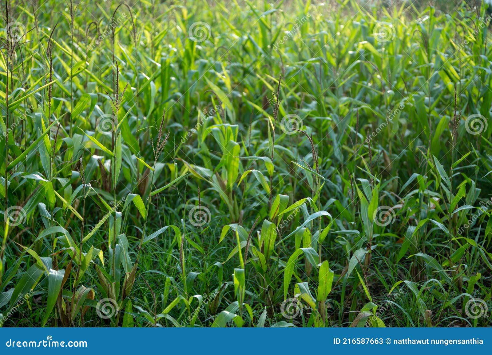 The Grown Corn is Not Beautiful because of Plant Disease Stock Image ...
