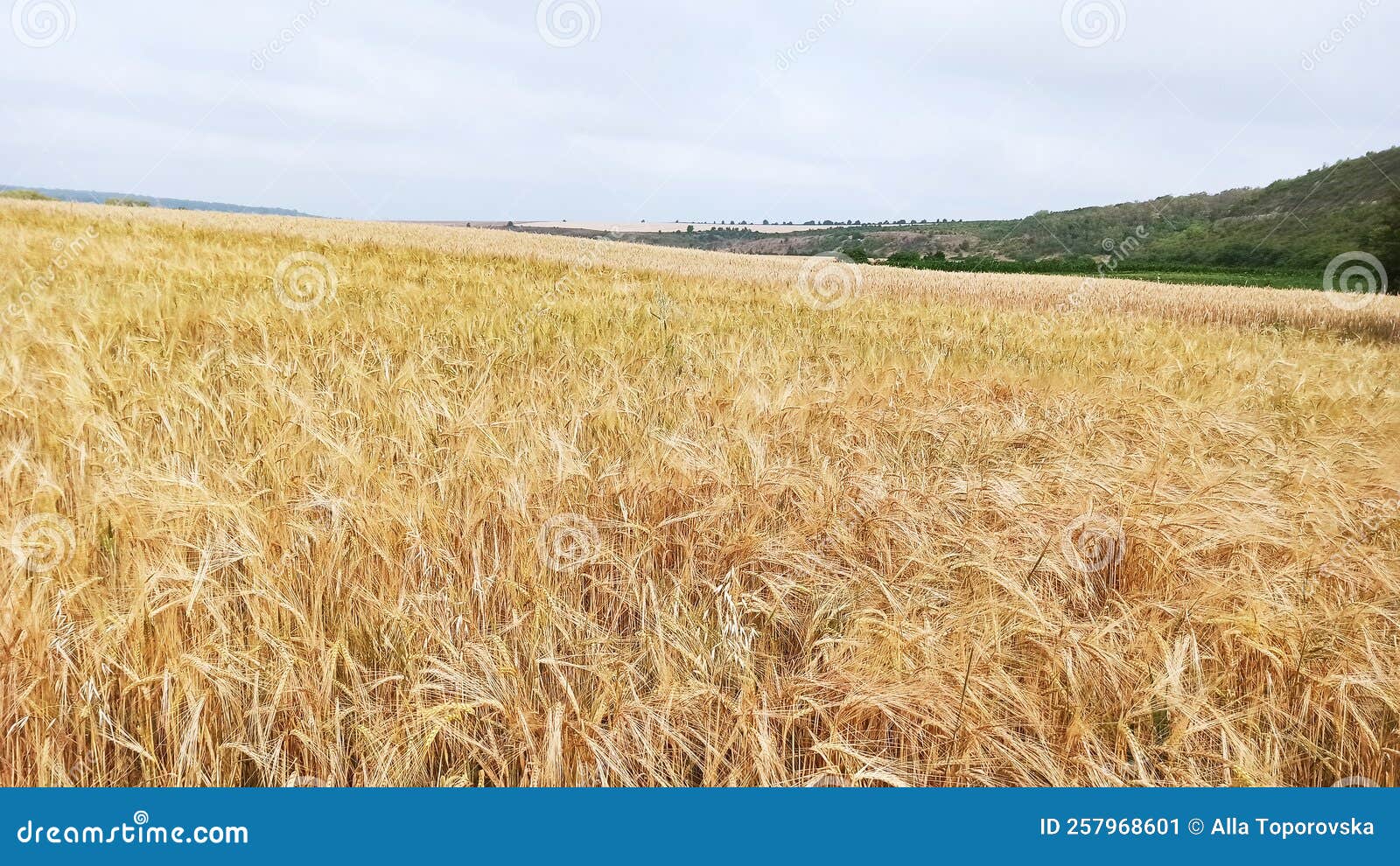 Grown Crop of Cereals, Wheat Seeds Close-up Stock Image - Image of ...