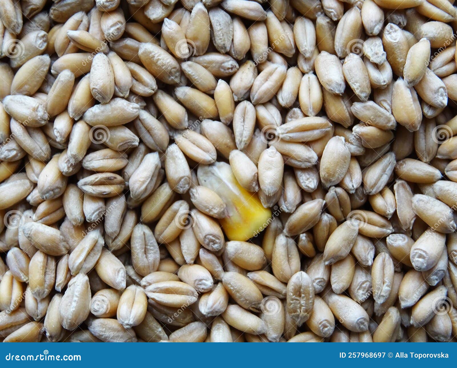Grown Crop of Cereals, Wheat Seeds Close-up Stock Image - Image of ...