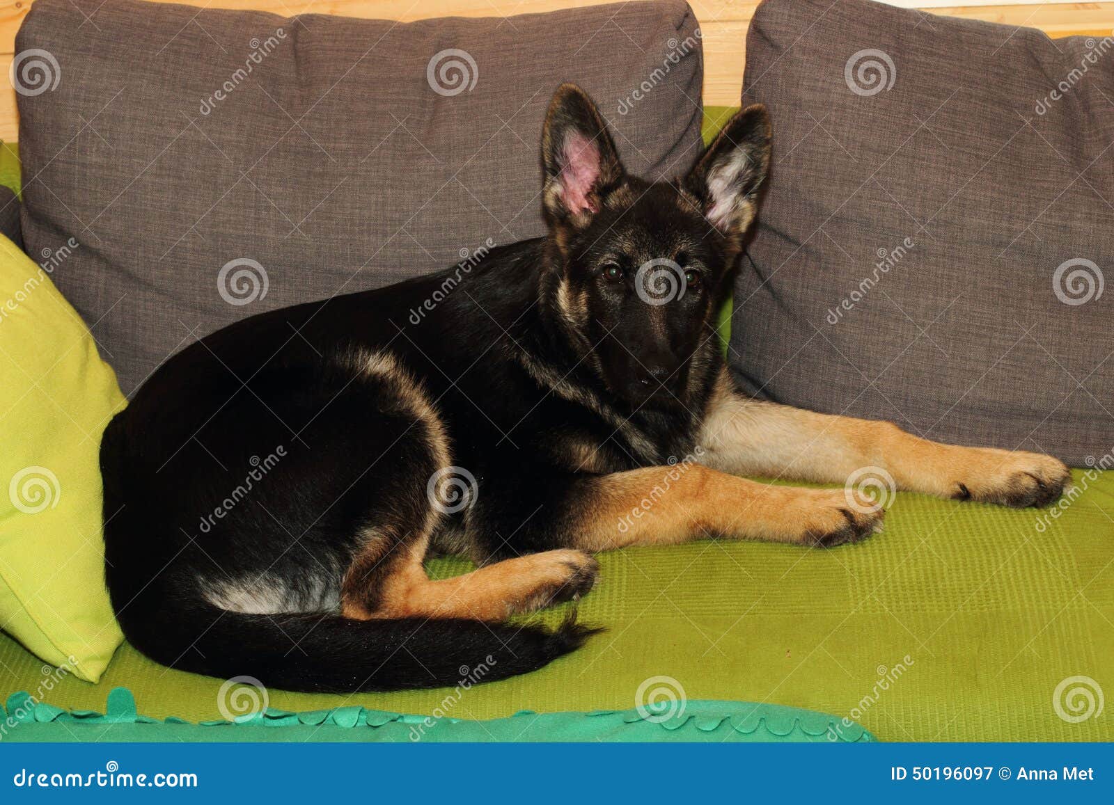 Grown German Shepherd Puppy Stock Image - Image of animal, puppy: 50196097