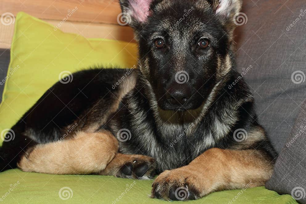 Grown German Shepherd Puppy Stock Photo - Image of legs, interiors ...