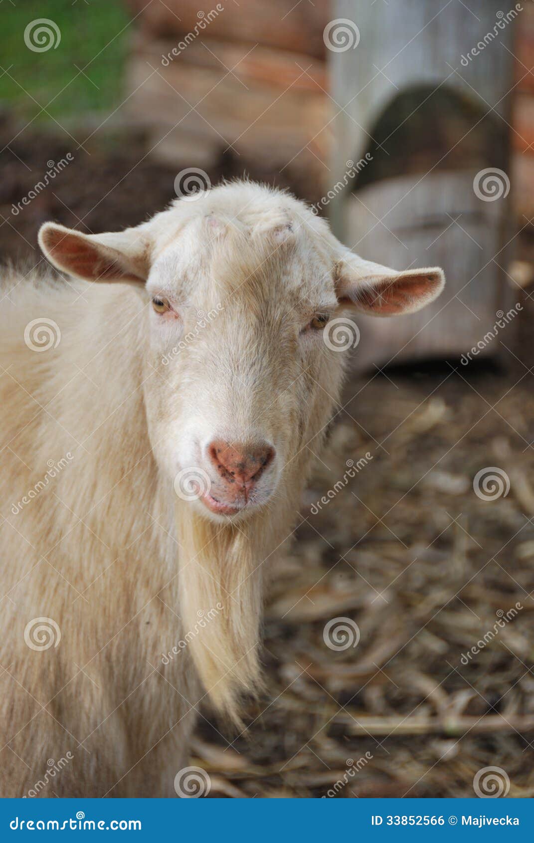 Grown goat stock photo. Image of grown, farm, goat, cultivate - 33852566