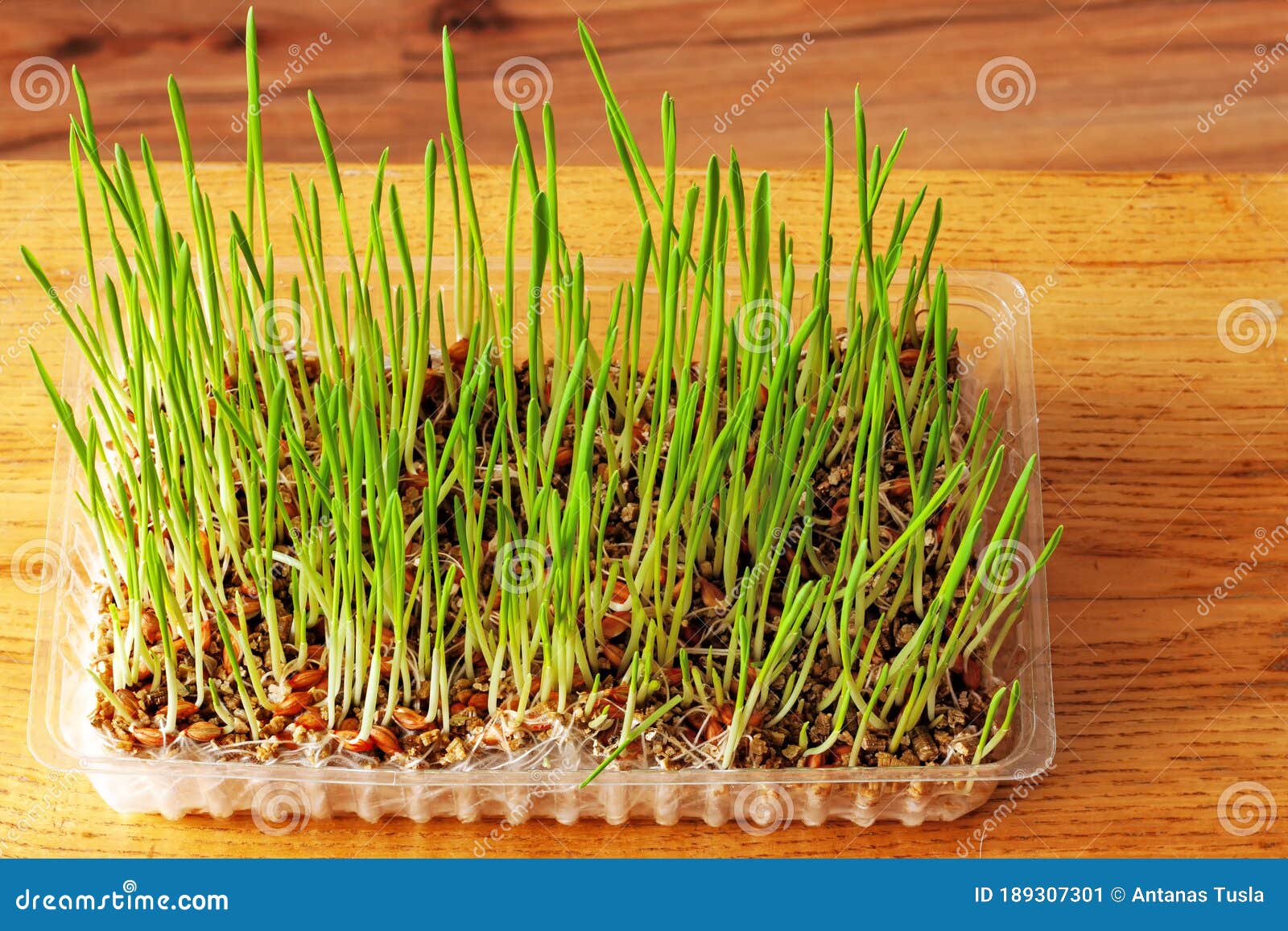 Wheat sprouts for cats stock image. Image of green, healthy - 189307301