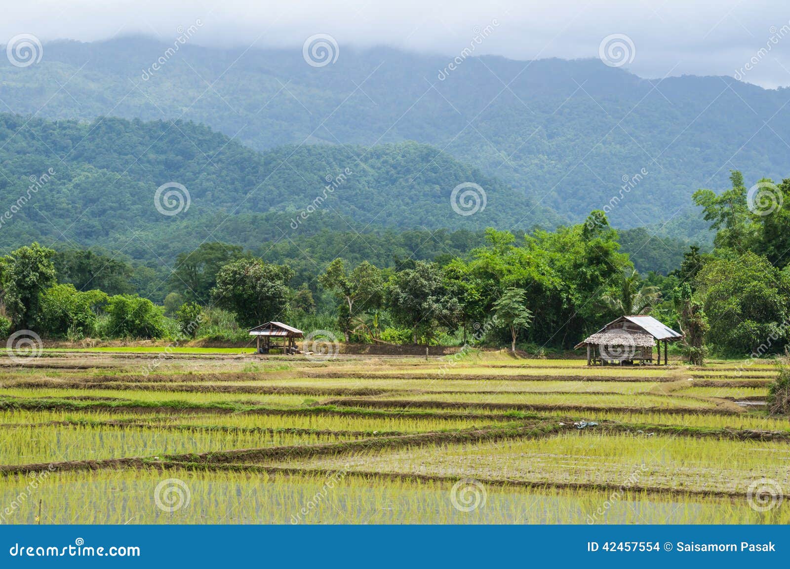 Grown rice field stock photo. Image of environment, field - 42457554