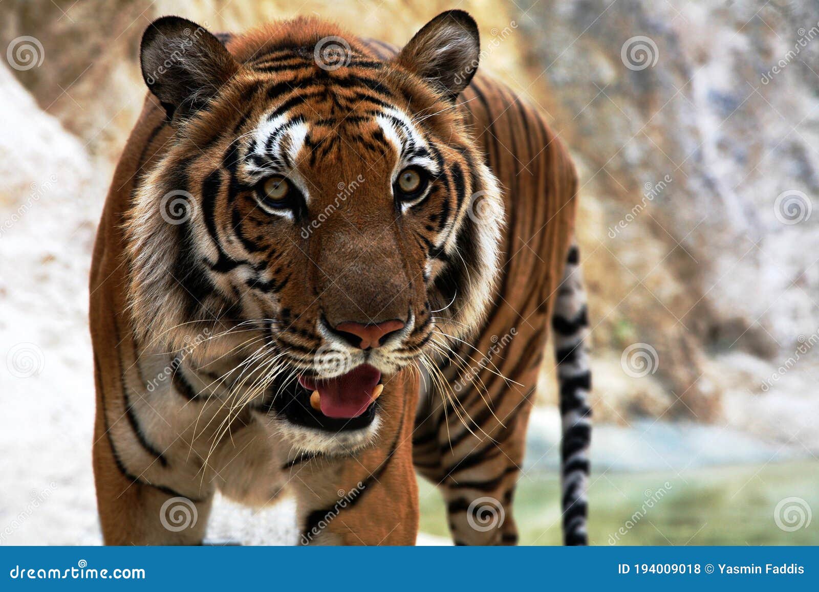 Grown Tiger in Thailand Close Up Stock Photo - Image of yellow, rawr ...