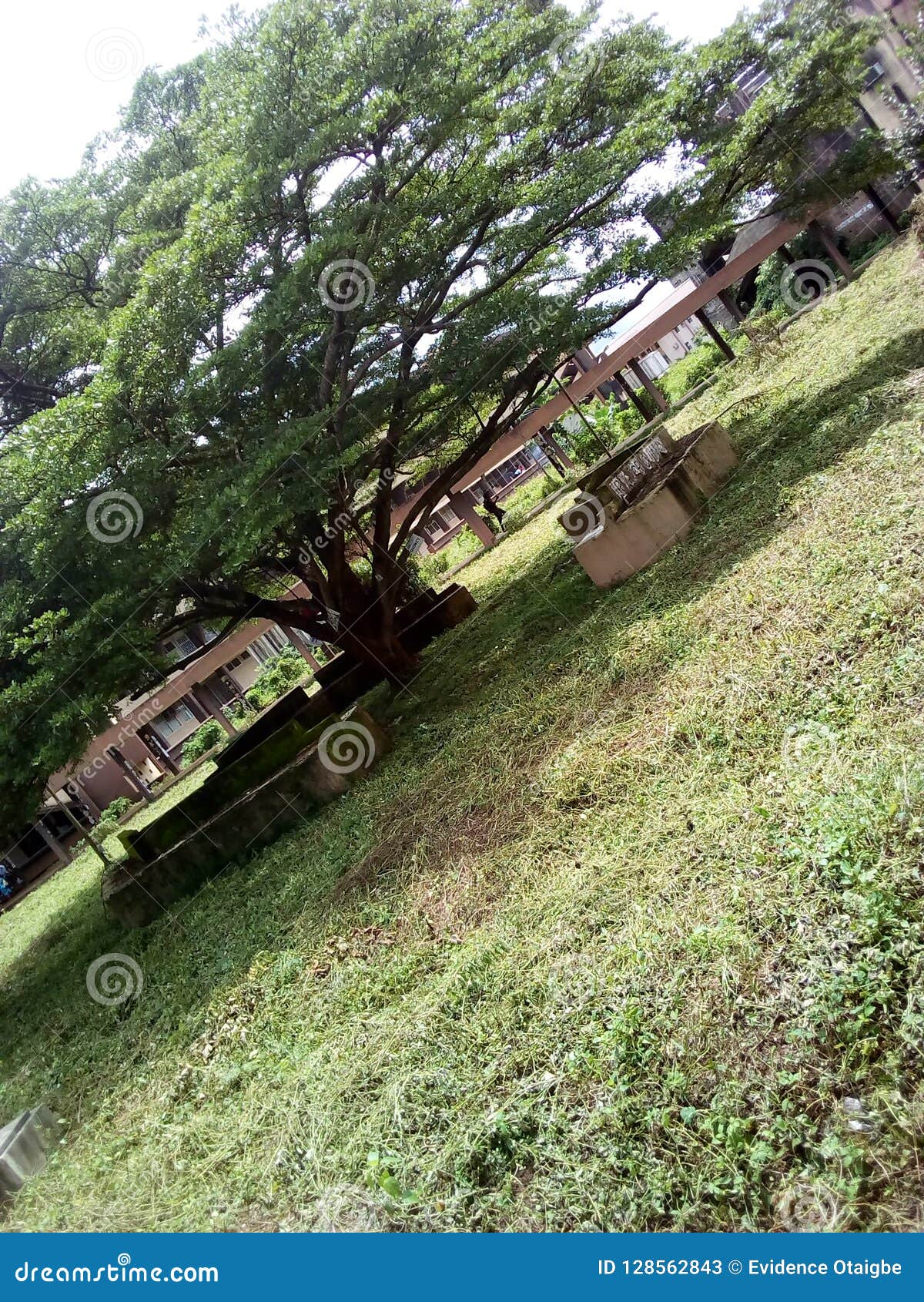 Grown Tree Nigeria Benin Area Stock Image - Image of uniben, ofbenin ...