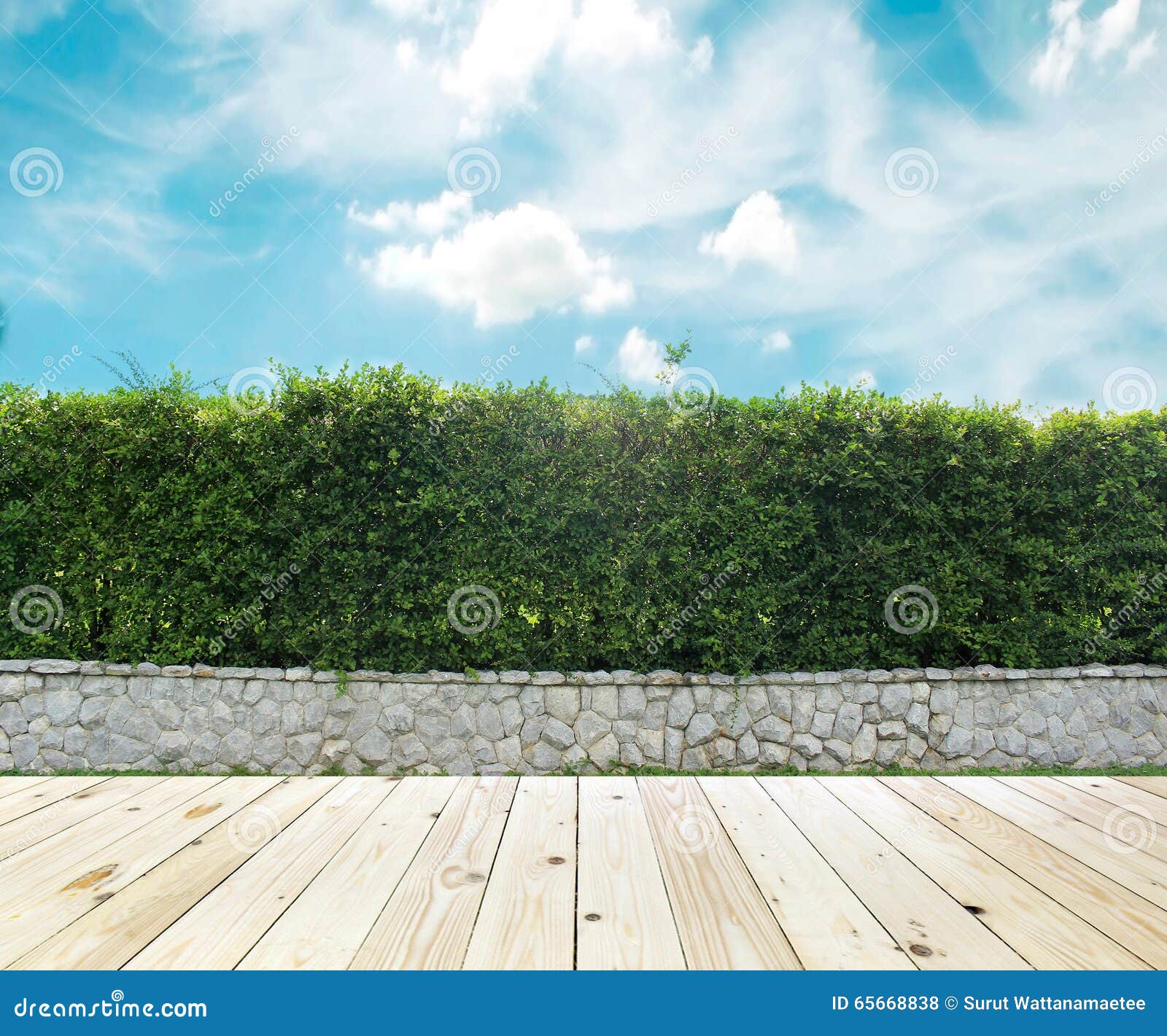 Grown Tree Wall and Ornamental Shrub Stock Photo - Image of grass ...