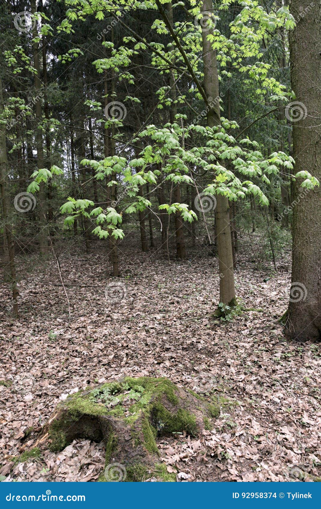 Grown trees in a forest stock photo. Image of outdoor - 92958374