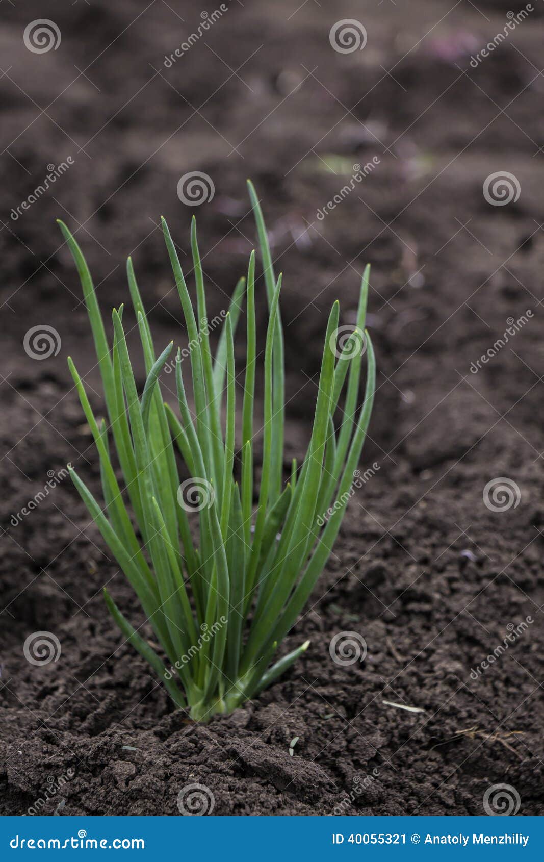 Onien Stock Photos - Free & Royalty-Free Stock Photos from Dreamstime