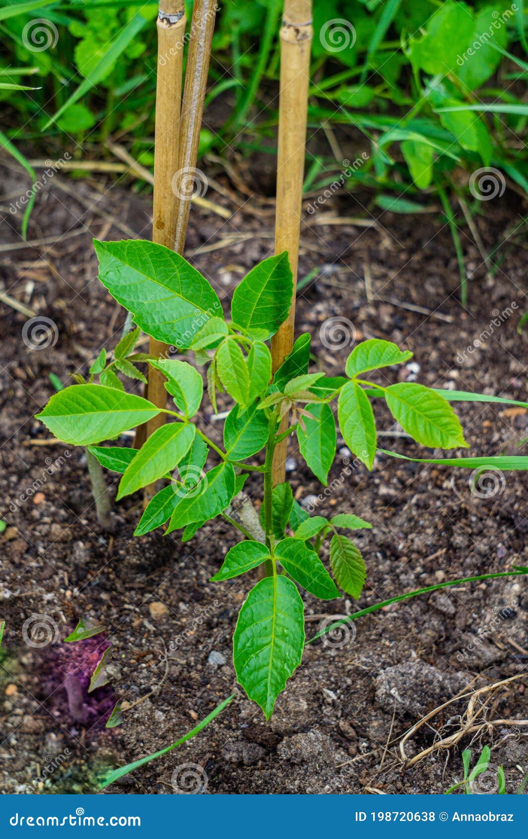 Grown Young Walnut Seedling on a Breeding Plantation Stock Photo ...