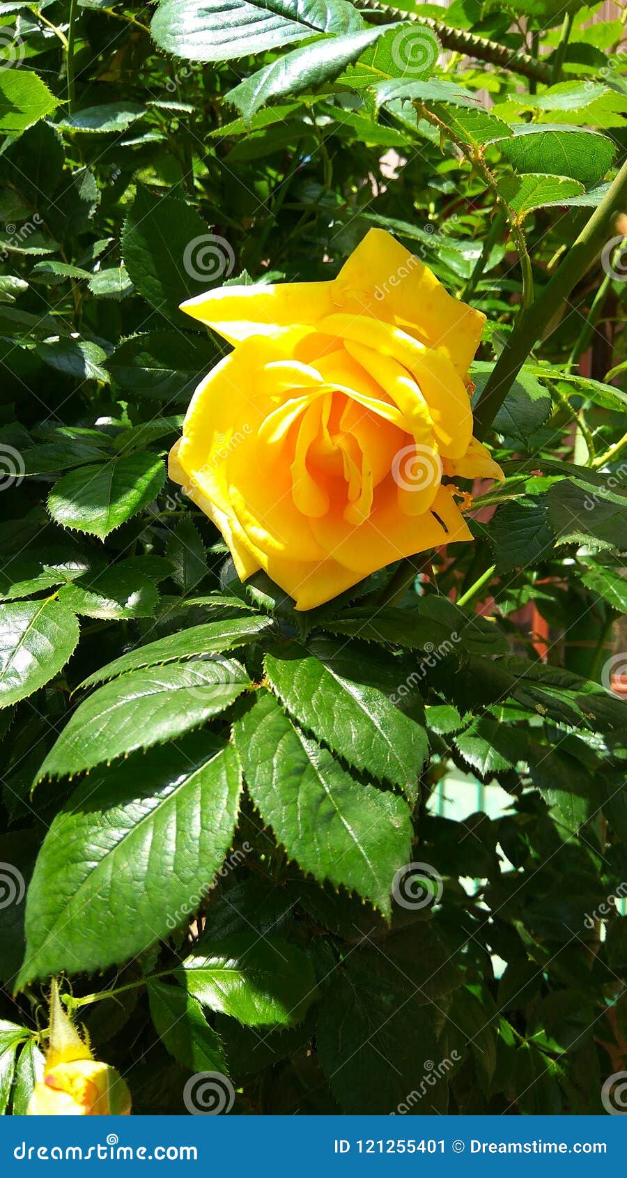 Grows a Bush of a Yellow Rose Stock Image - Image of blooming, plant ...