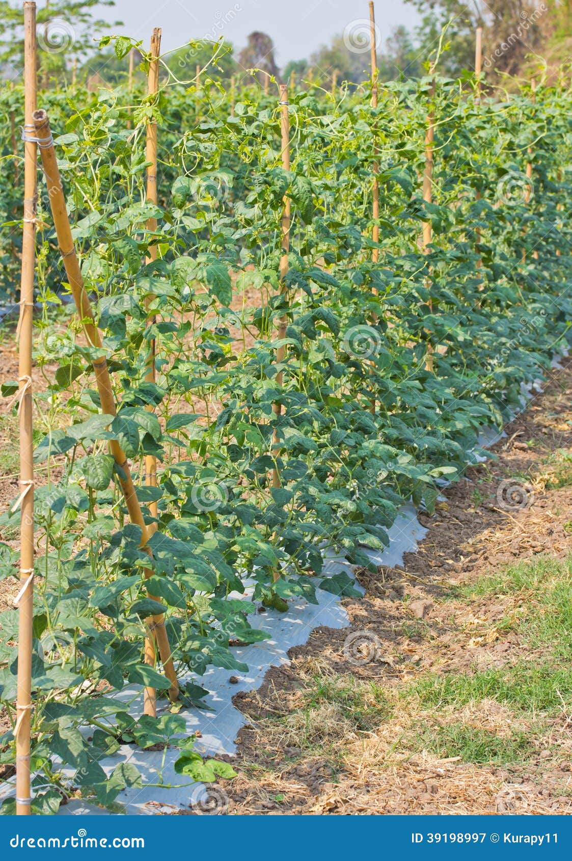 Grows in the Vegetable Plots Stock Image - Image of gardening, green ...