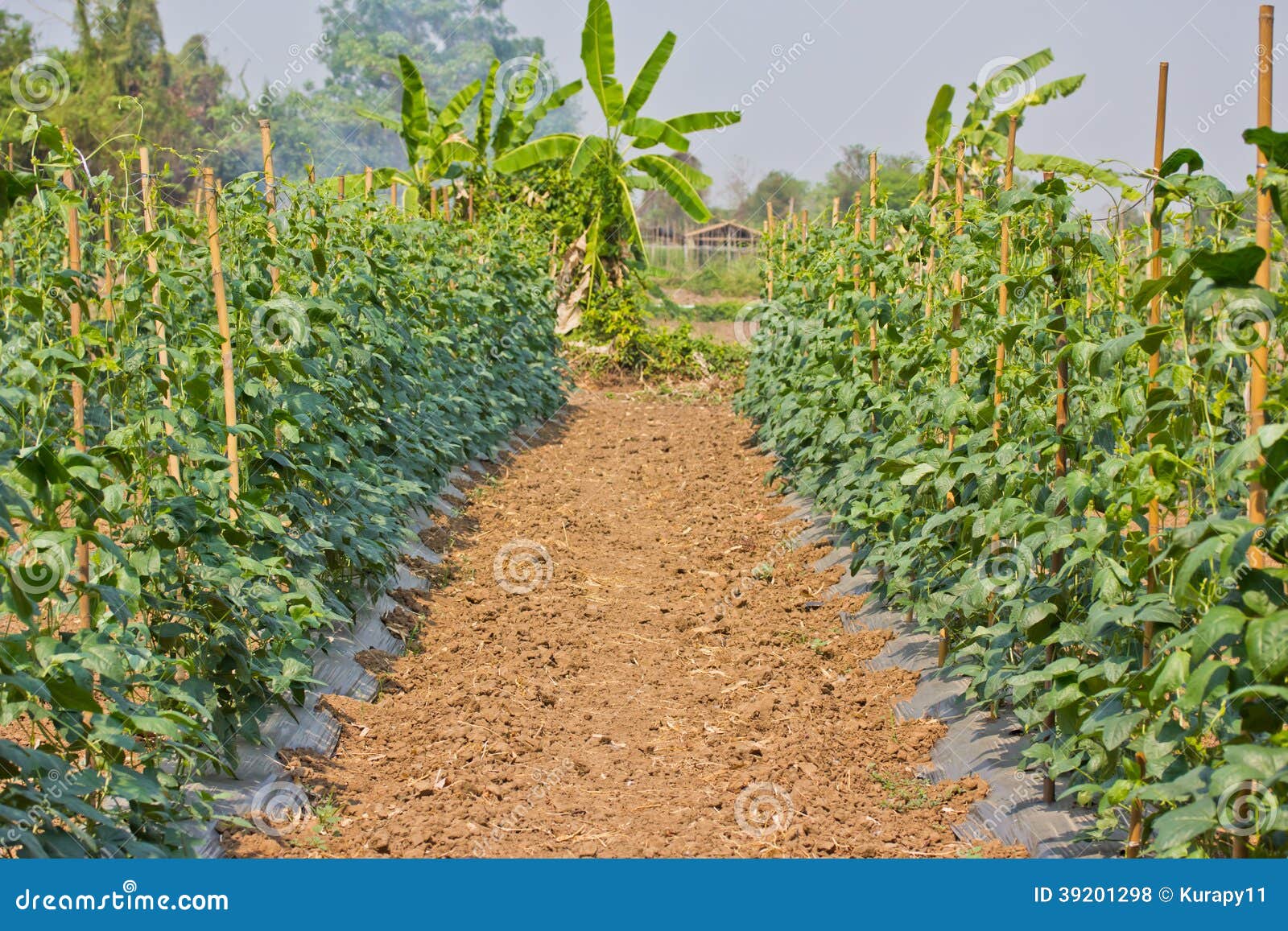 Grows in the Vegetable Plots Stock Photo - Image of production, field ...