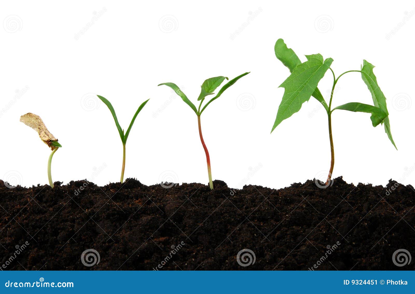 Growth stock image. Image of green, seeding, small, beginning - 9324451