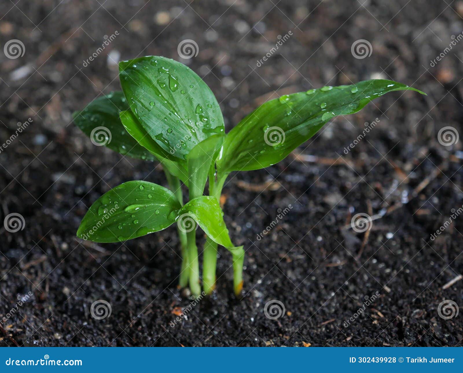 Growth Abstract - Small Plants Growing from the Soil Stock Photo ...