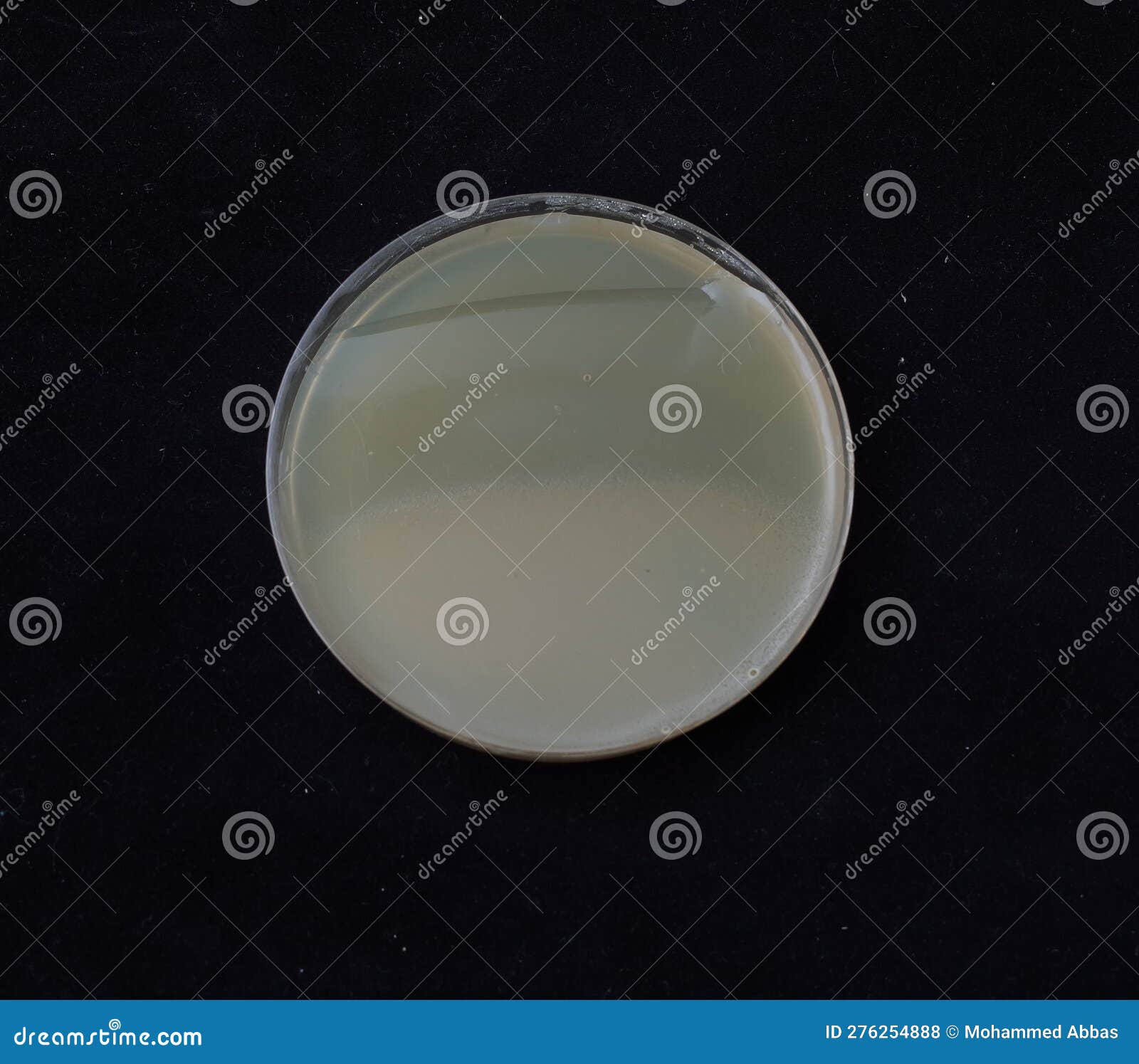 Growth of Bacterial Colonies on Antibiotic Gradient Agar Stock Photo ...