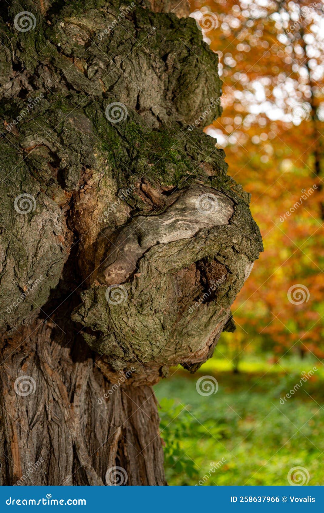 Growth of Bark on an Acacia Tree with Large Clear Bark Pattern, with ...