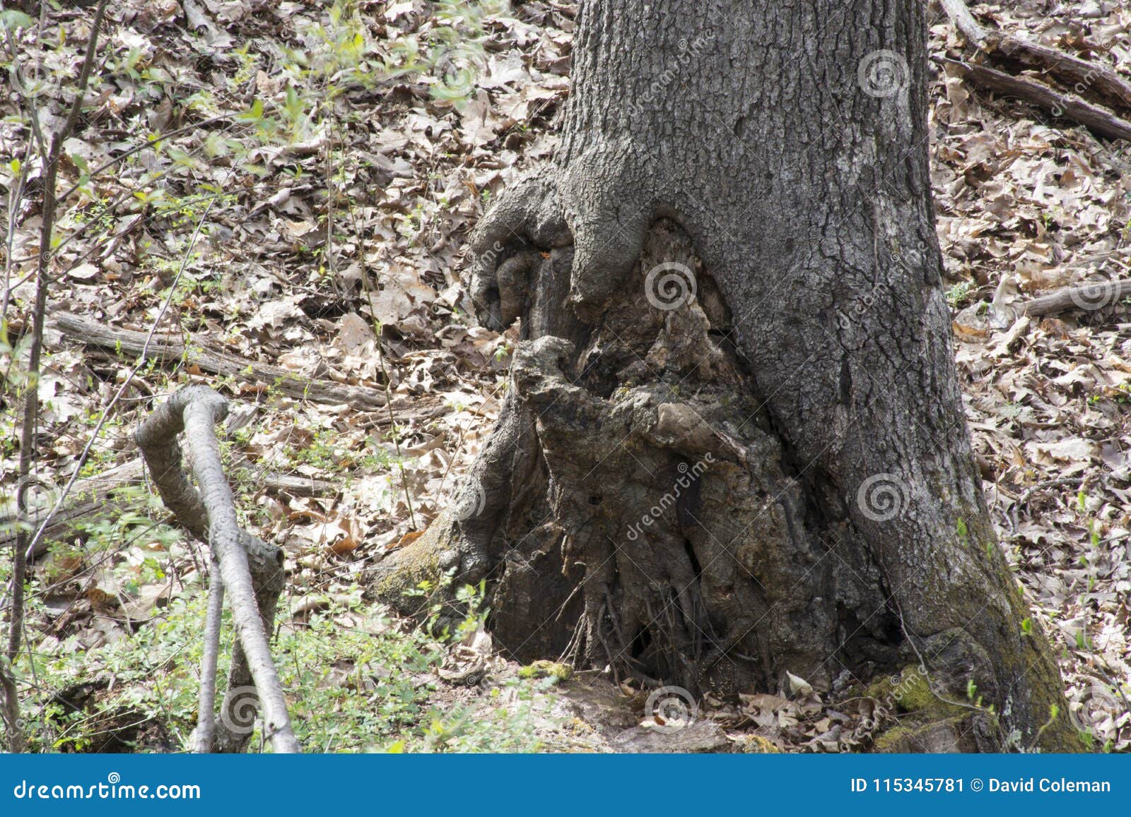 Growth At The Base Of A Tree Royalty-Free Stock Photography ...