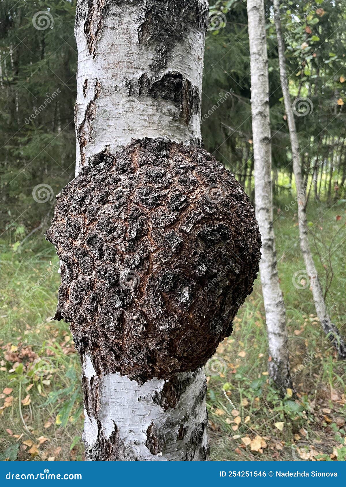 The Growth on the Birch Chaga. Chaga Tea Mushroom Stock Photo - Image ...