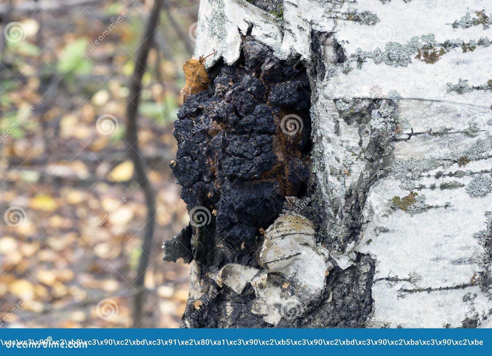 Growth on the Birch - Medicinal Mushroom Chaga. Stock Image - Image of ...
