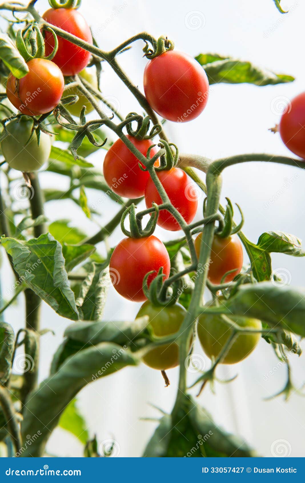 Growth cherry tomatoes stock image. Image of ristra, cultivated - 33057427