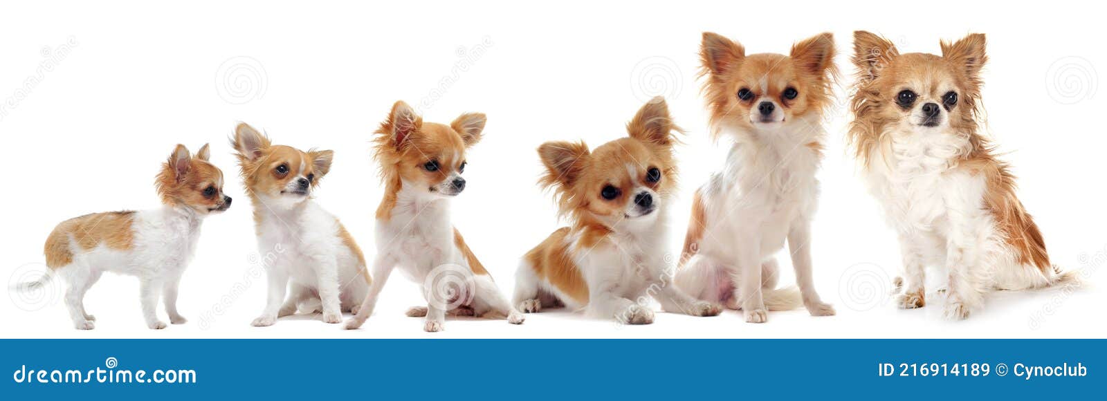Chihuahua Growth Chart Chihuahua Weight Chart Size Chart | atelier-yuwa ... Chihuahua Growth Chart Chihuahua Weight Chart Size Chart | atelier-yuwa ...