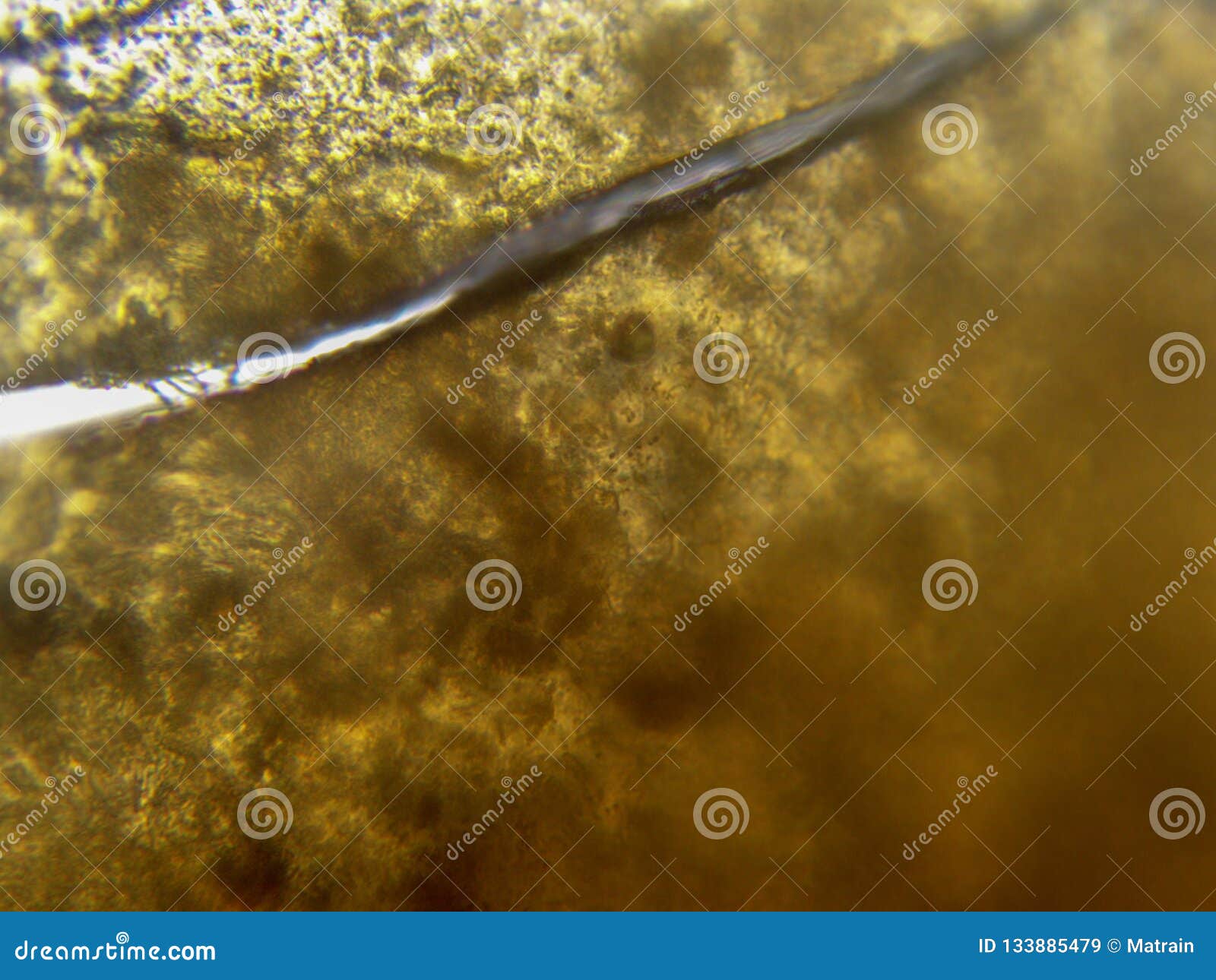 Growth on Christmas Tree Under a Microscope Stock Image - Image of ...