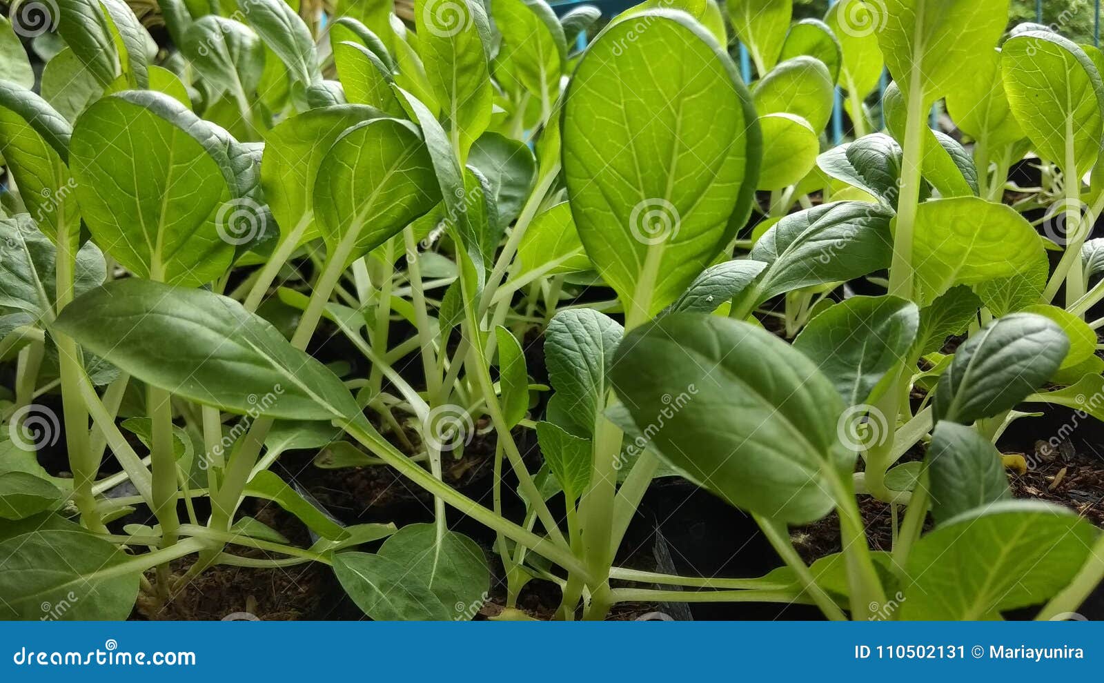 Chye sim plants stock image. Image of nature, growing - 110502131