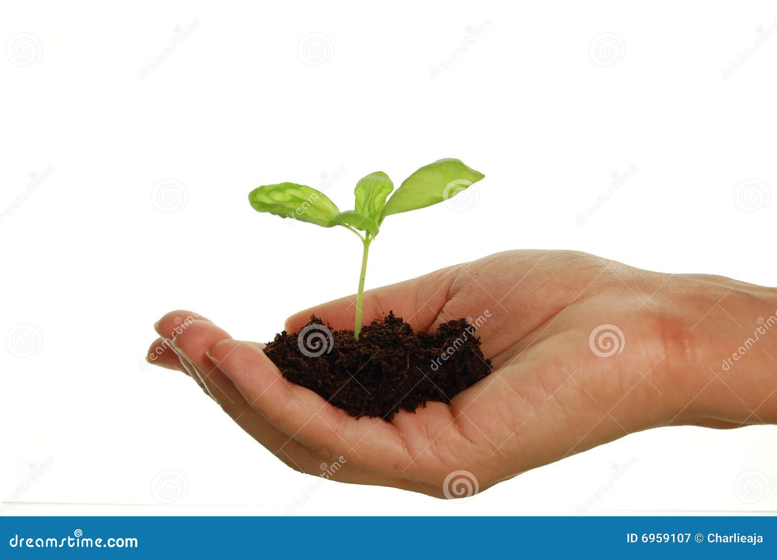 Growth concept stock image. Image of green, hand, isolated - 6959107