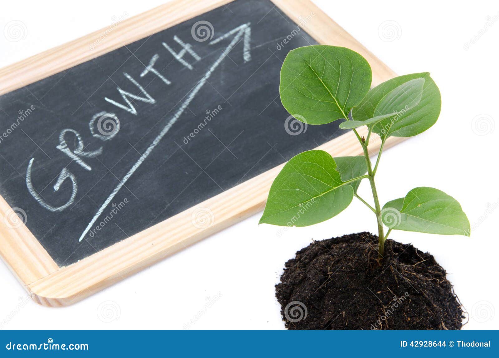 Growth Concept with a Green Small Plant Stock Photo - Image of plant ...