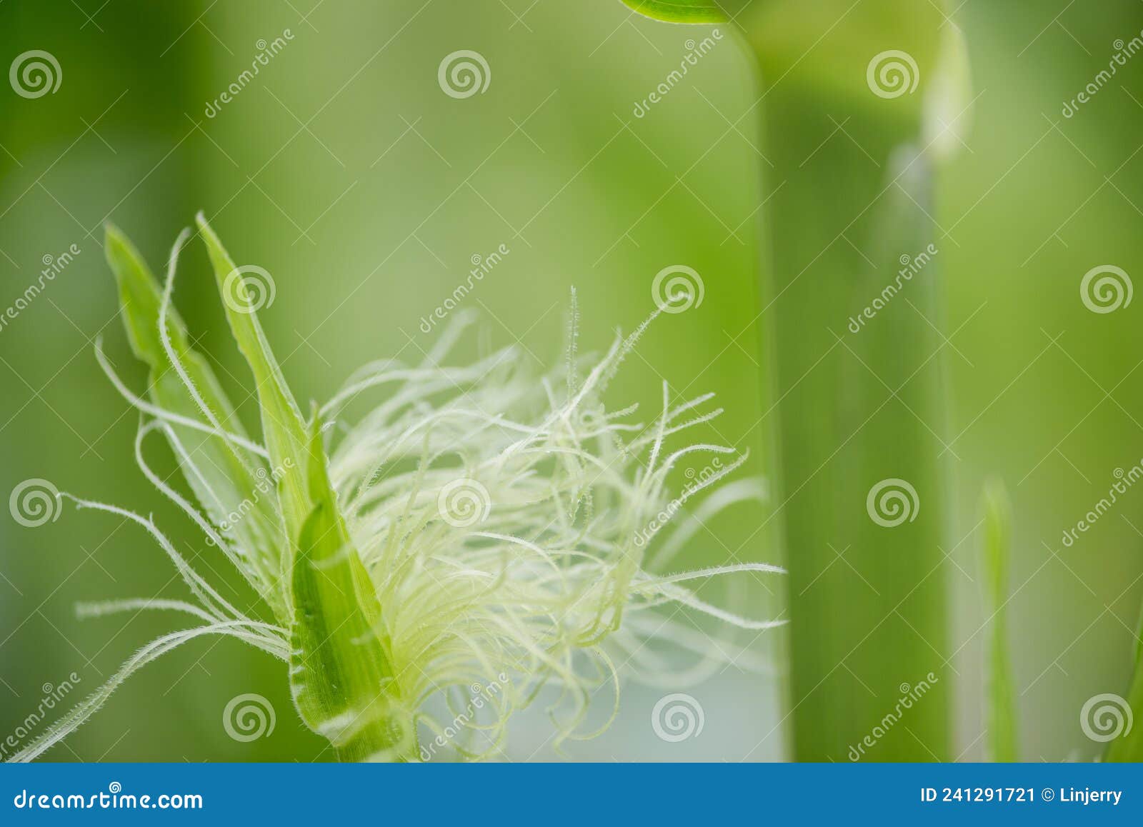 Close Up of Sweet Corn Ears Stock Image - Image of corn, nature: 241291721