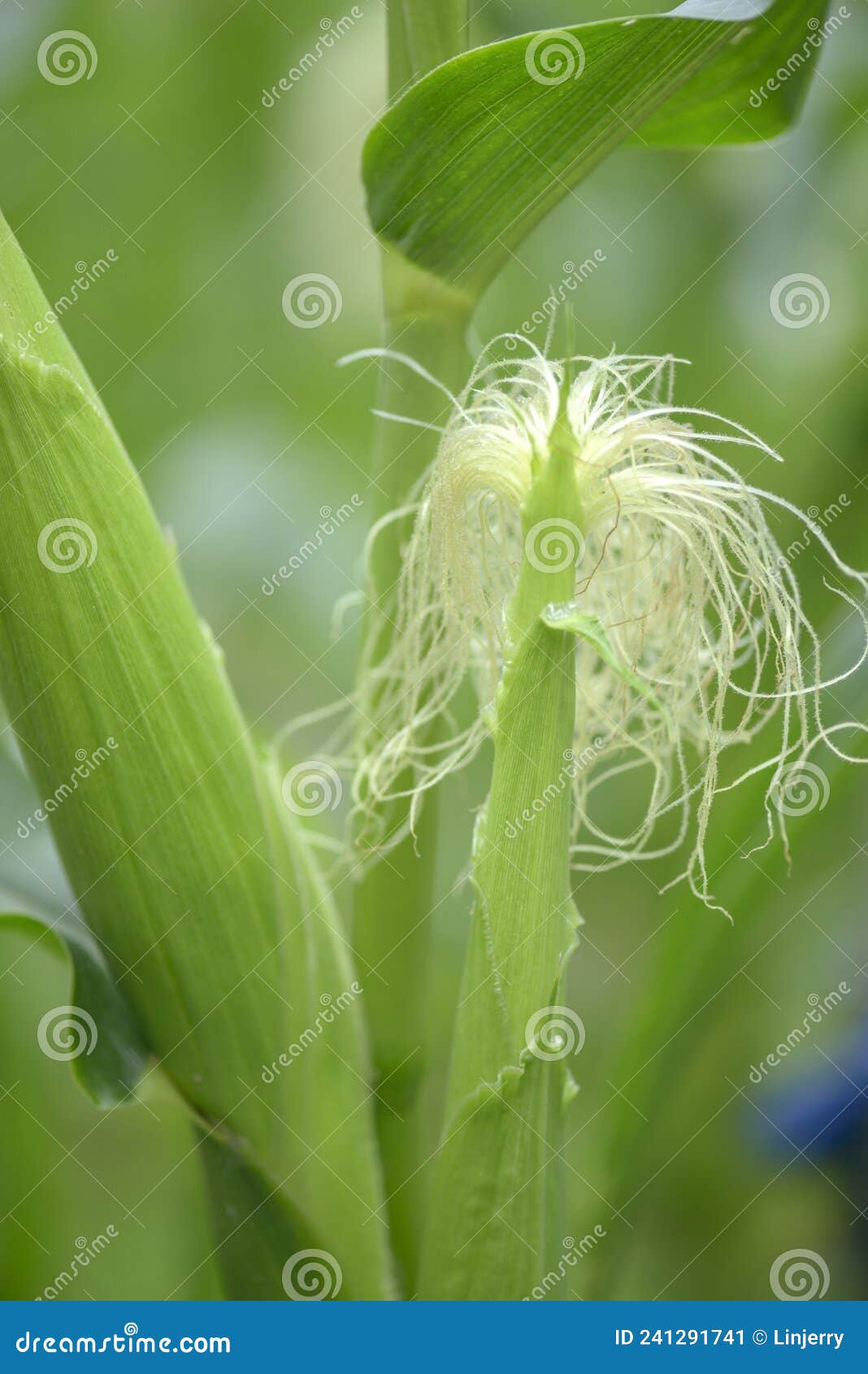 Close Up of Sweet Corn Ears Stock Image - Image of cereal, green: 241291741