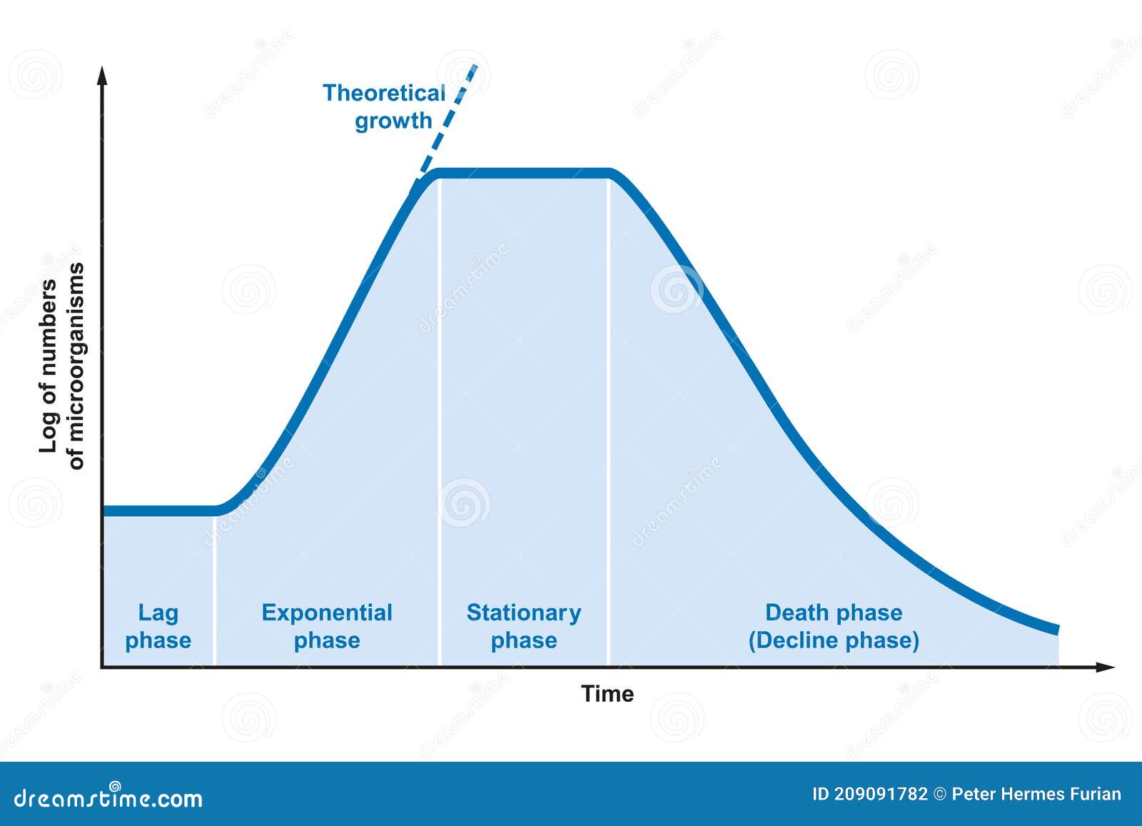 Exponential Phase, Wave Of An Infection Or Chain Reaction With ...