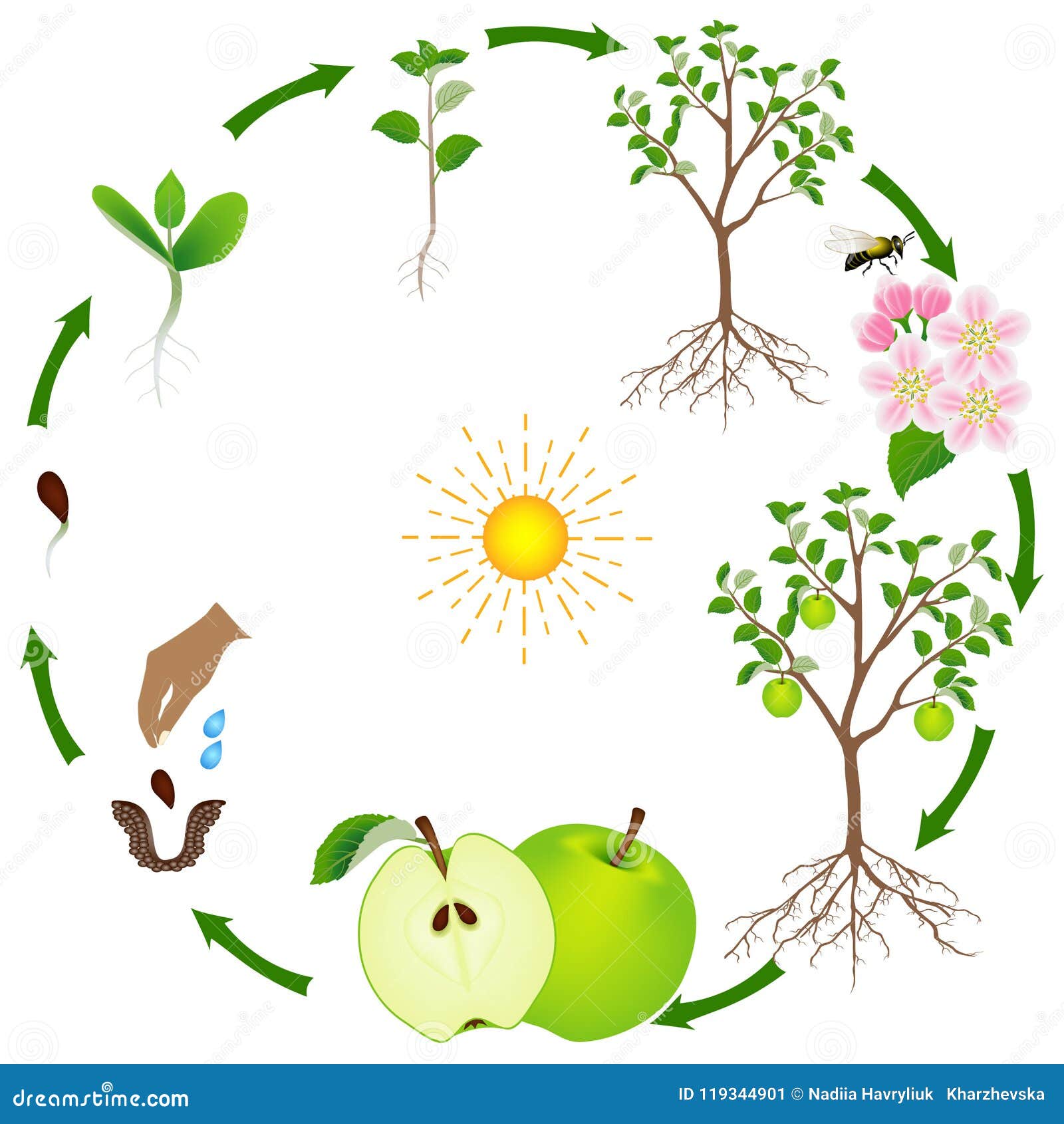 A Growth Cycle of an Apple Tree on a White Background. Stock Vector ...