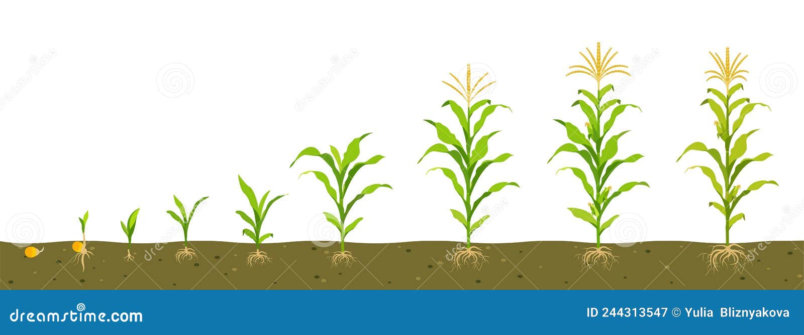 Growth Cycle of Corn in the Soil. Seed Germination, Root Formation ...
