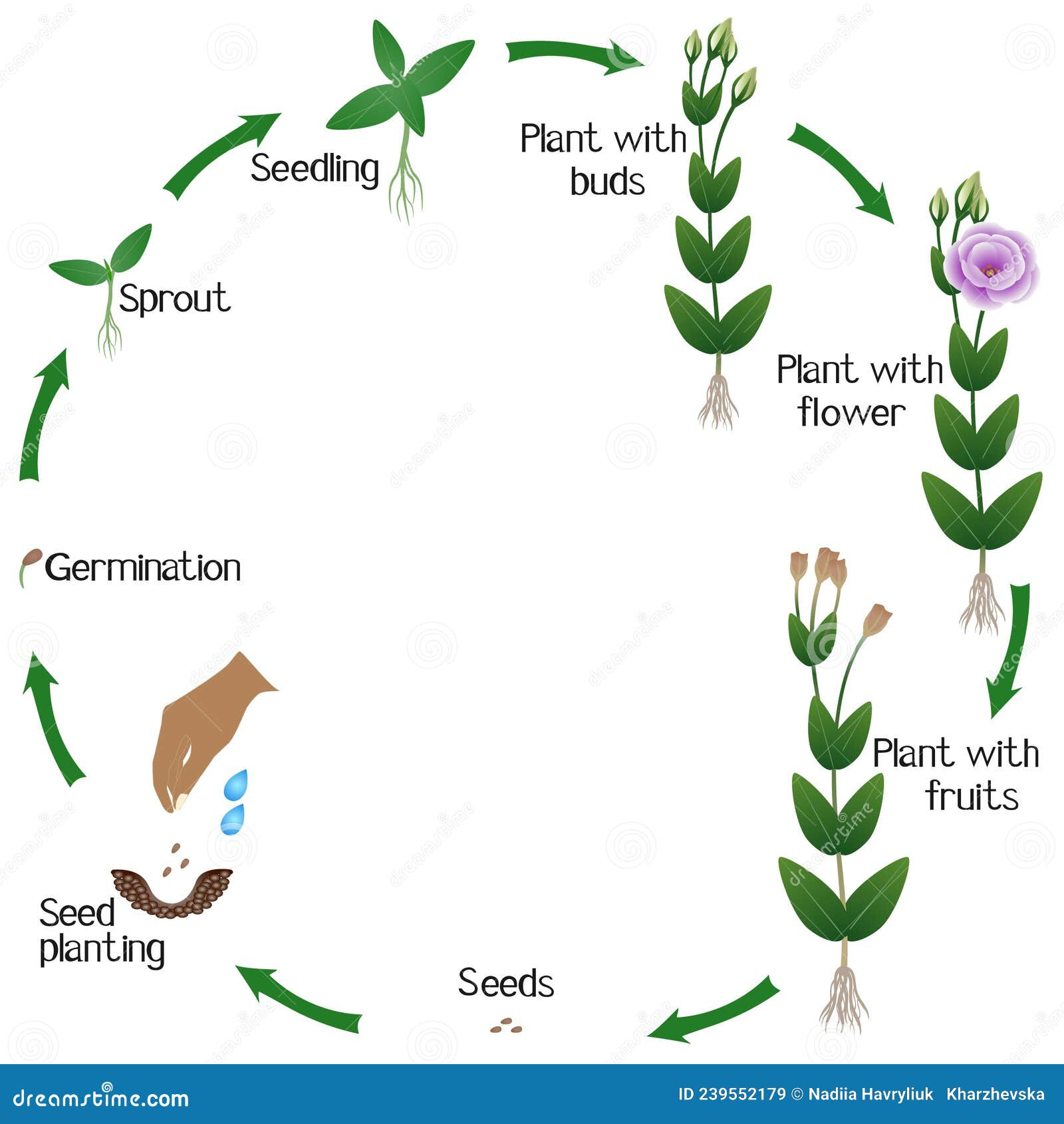 A Growth Cycle of a Eustoma Flowers on a White Background. Stock Vector ...