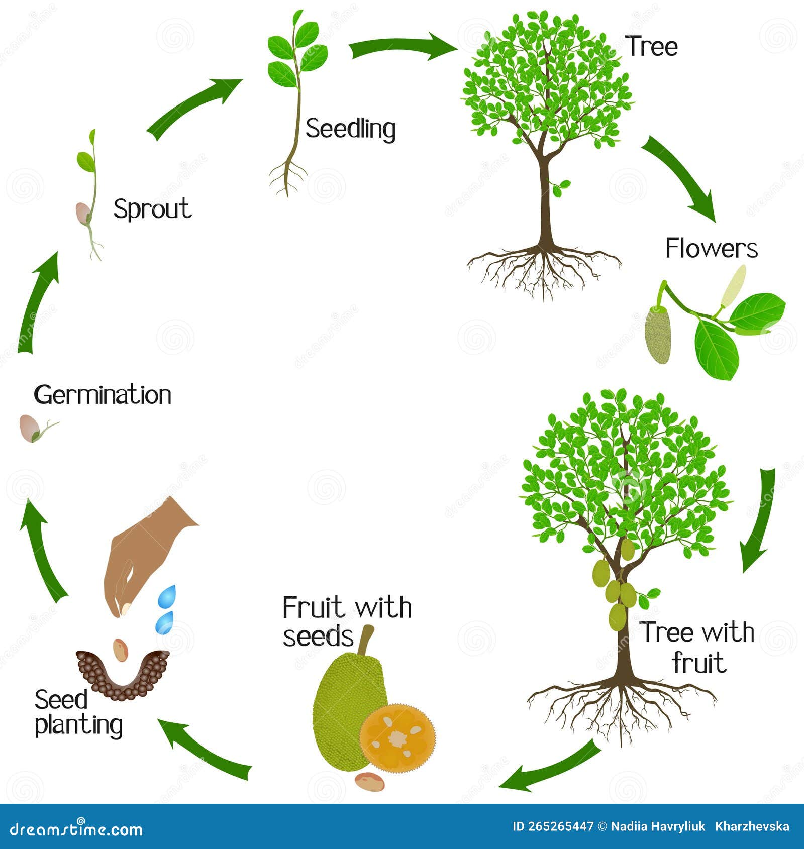 A Growth Cycle of Jackfruit Tree on a White Background. Stock Vector ...