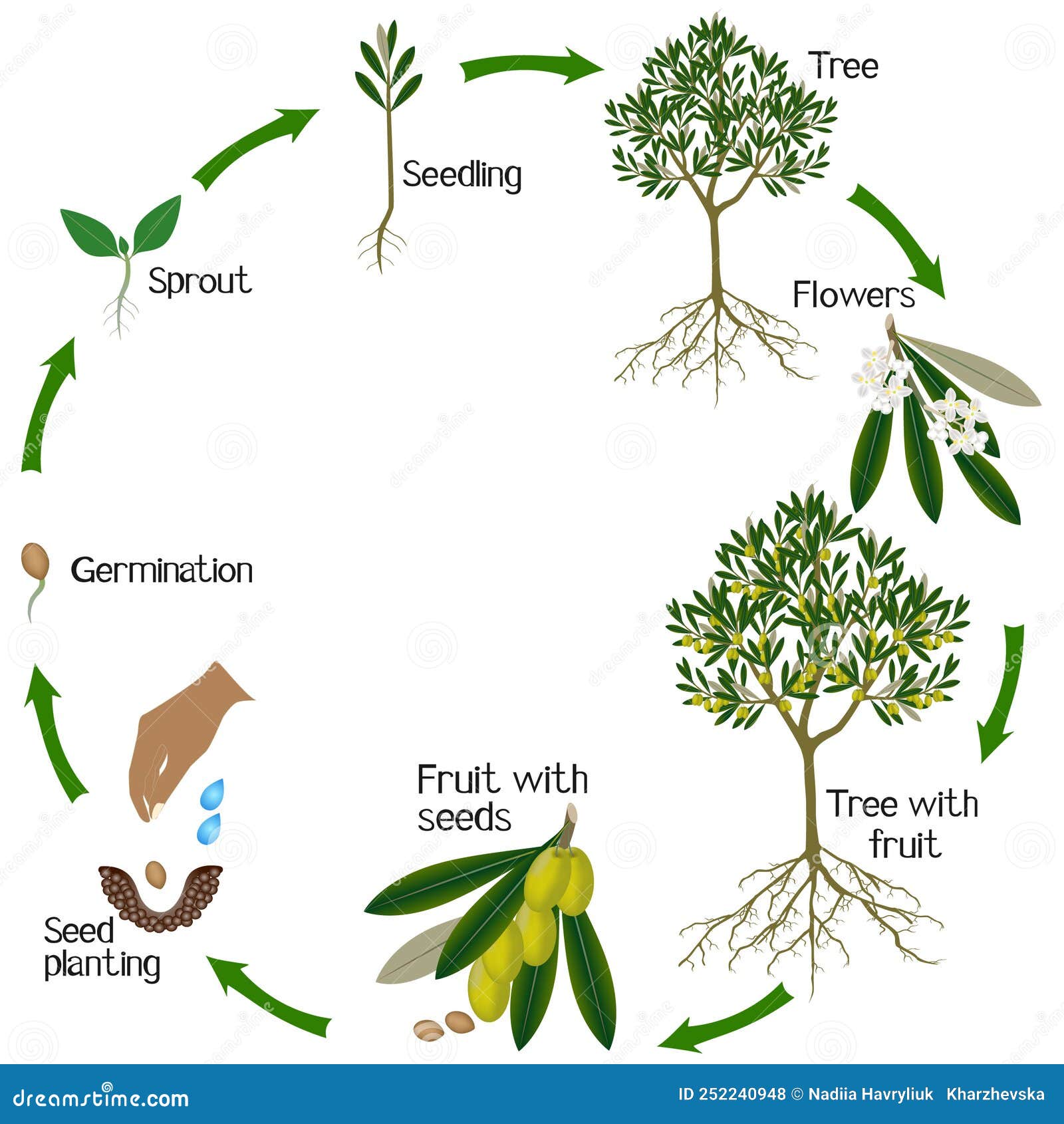 A Growth Cycle of a Olive Tree on a White Background. Stock Vector ...