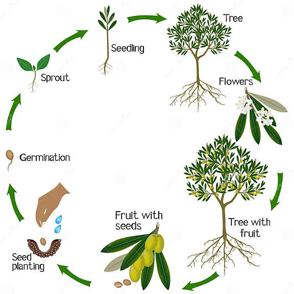A Growth Cycle of a Olive Tree on a White Background. Stock Vector ...