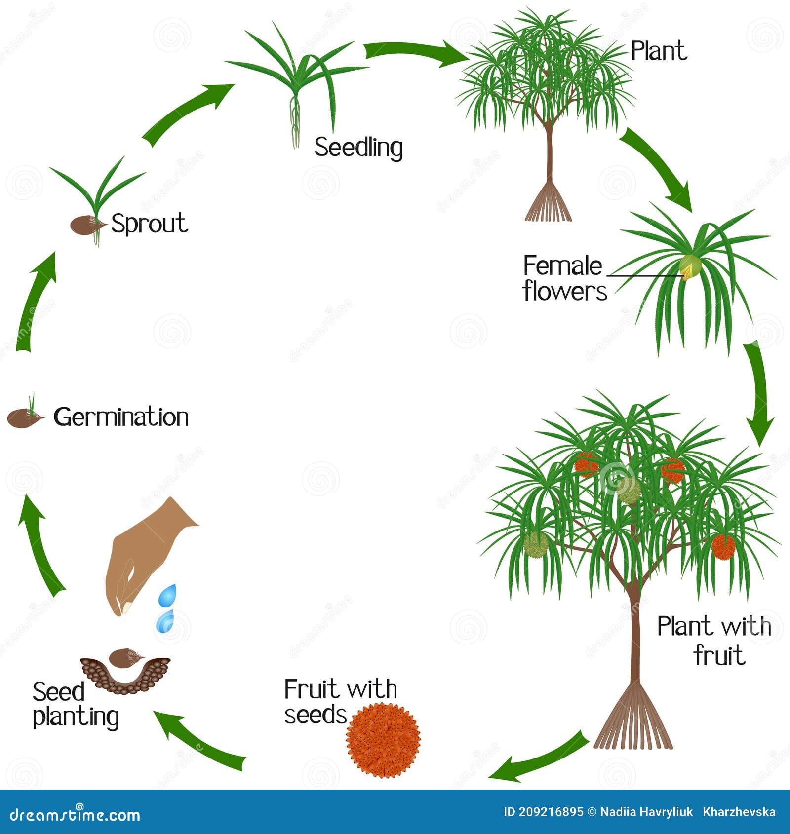Hala Fruit, Pandanus Tectorius, Edible And Medicinal Plant Cartoon ...